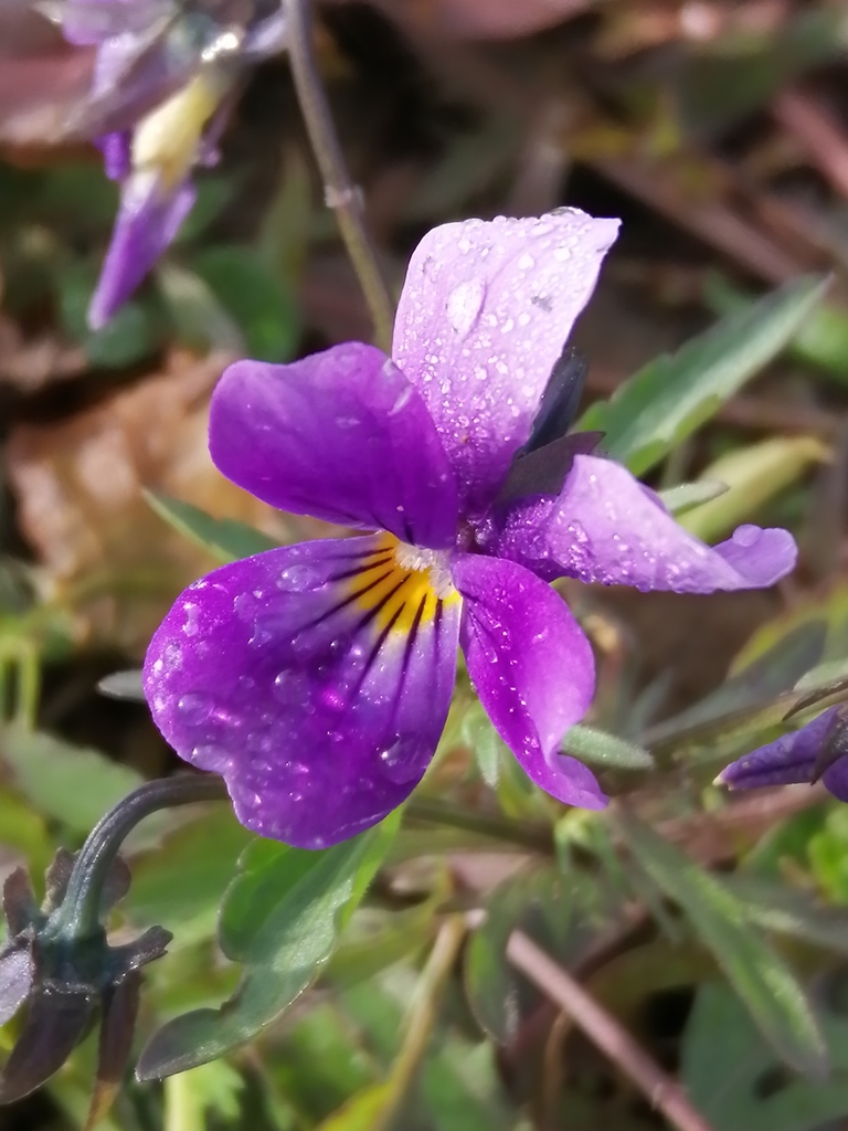 Wild Pansy from Артемовский, Свердловская обл., Россия on October 21 ...