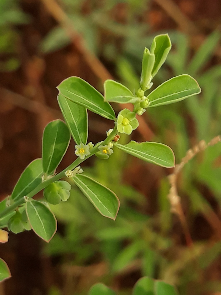 Madras leaf-flower (Phyllanthus maderaspatensis) - Botanical Realm
