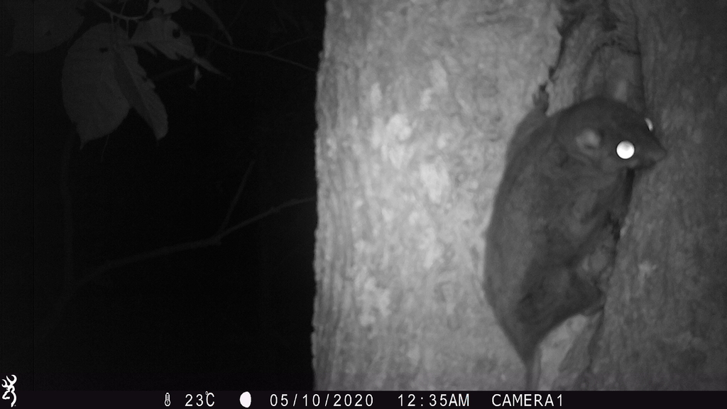 Dwarf Anomalure (Anomalurus pusillus) - Know Your Mammals