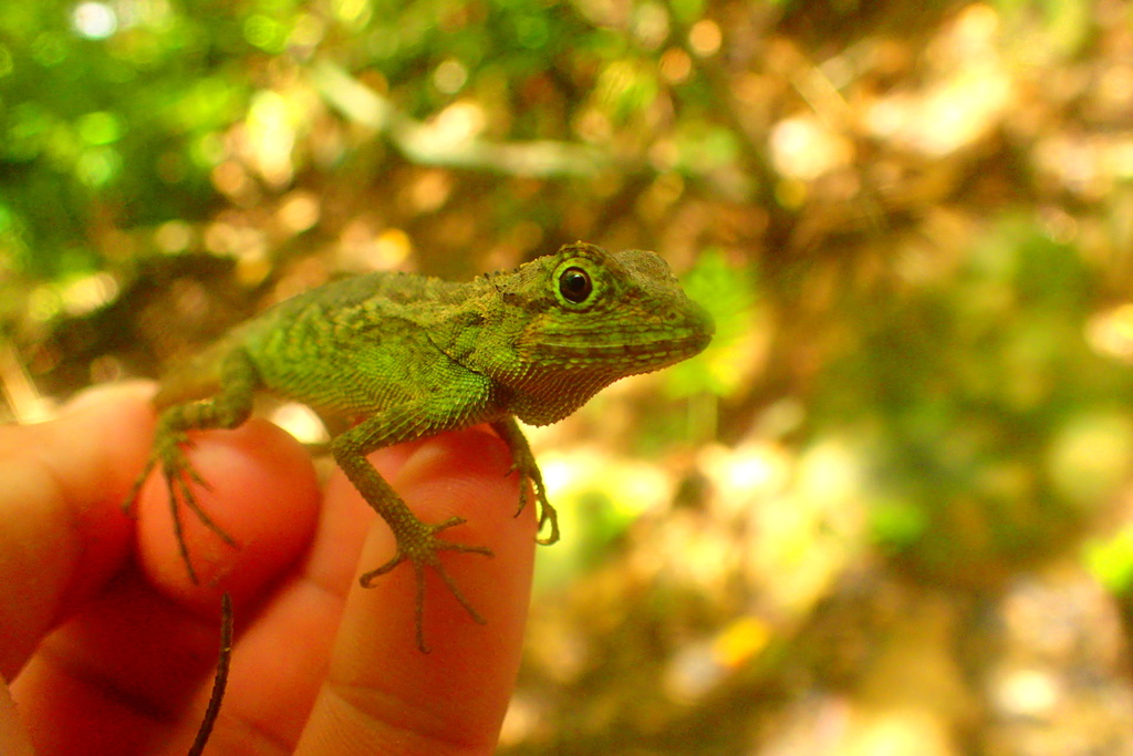 Diploderma polygonatum ishigakiense in August 2020 by kohhhhh · iNaturalist