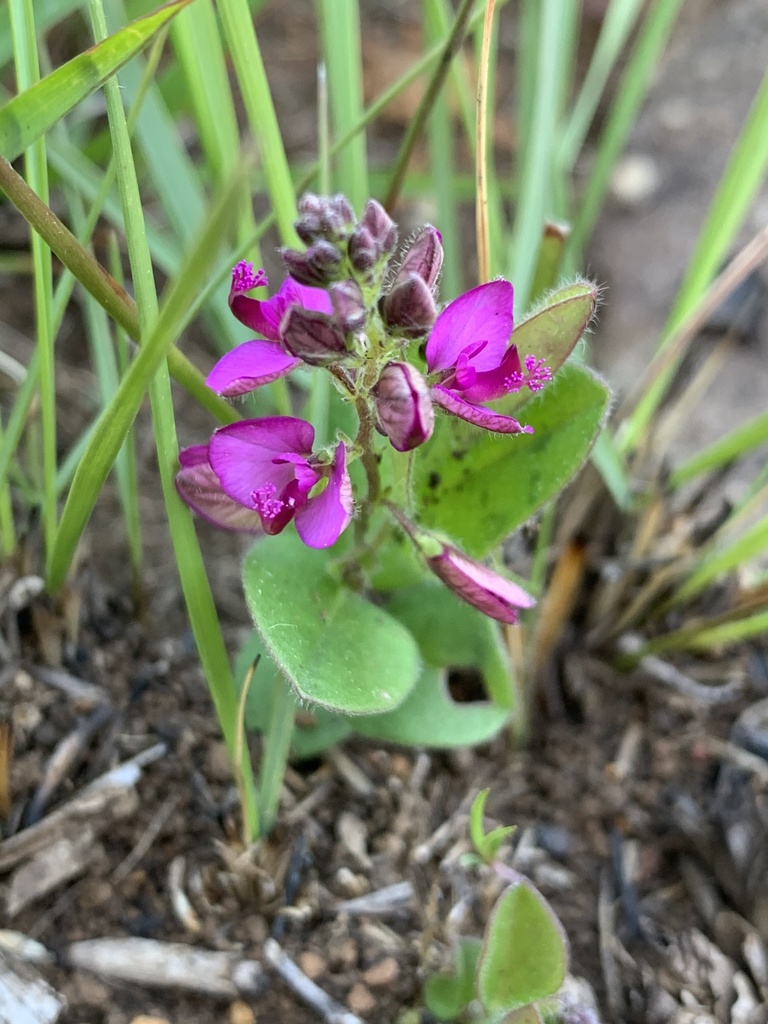 Polygala ohlendorfiana (Polygala species of Mpumalanga and Limpopo ...
