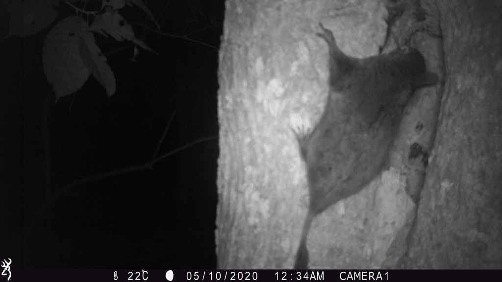 Dwarf Anomalure (Anomalurus pusillus) - Know Your Mammals