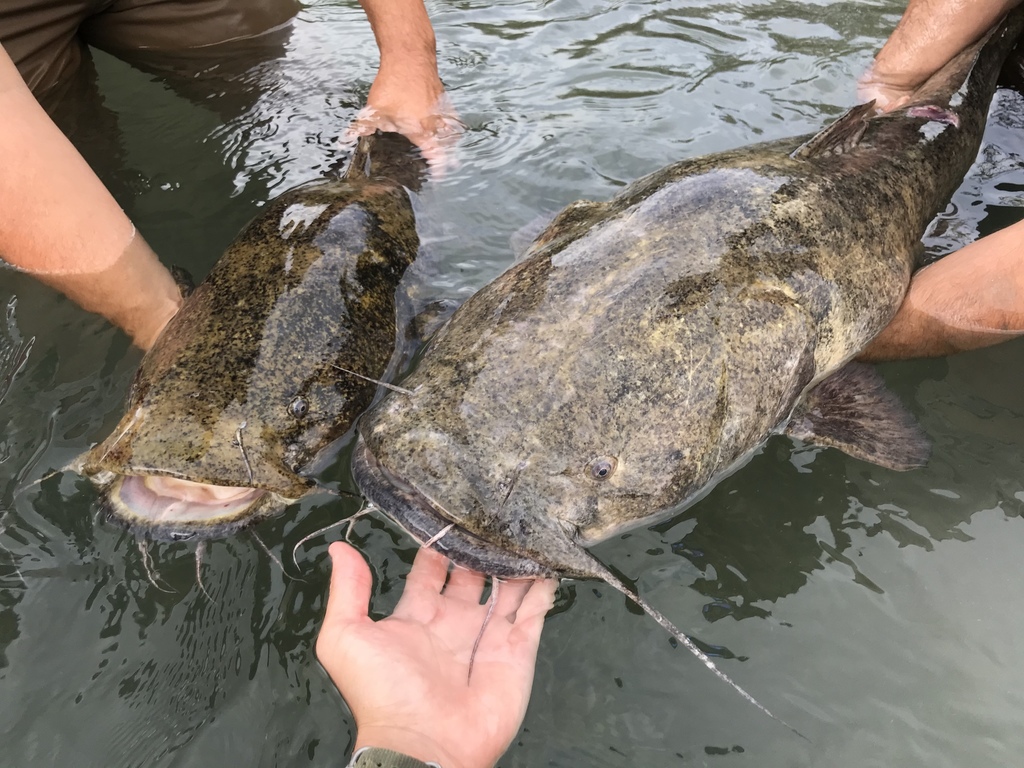 Flathead Catfish (Fishes of Middle Georgia) · iNaturalist