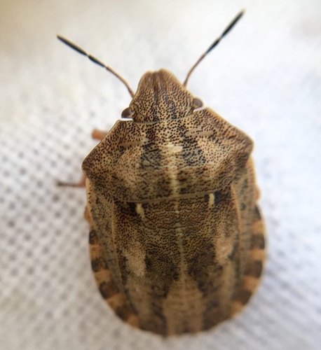 Tortoise Bug | Native Nature