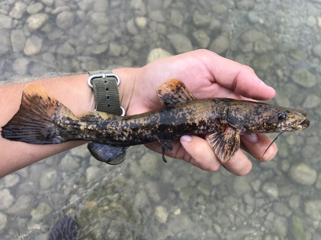 Flathead Catfish (Pylodictis olivaris) - Marine Life Identification