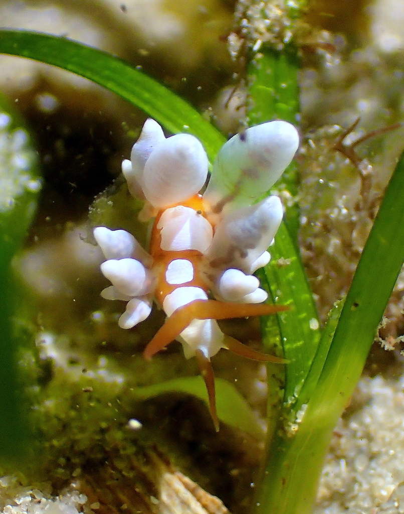 Eubranchus inabai (Nudibranchs of Coogee beach and surrounds) · iNaturalist