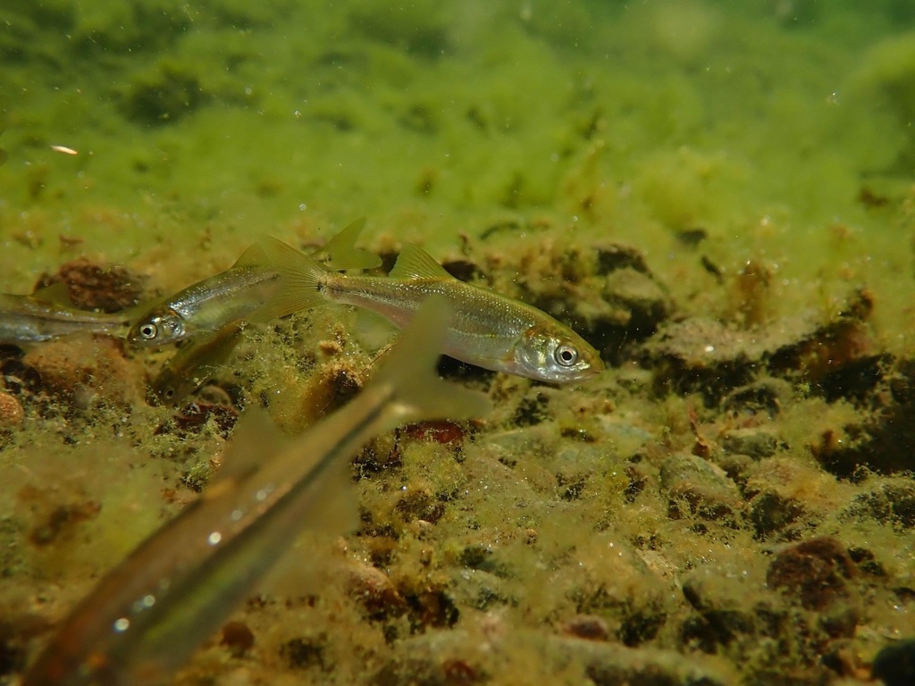 Northern Coastal Roach (Hesperoleucus venustus navarroensis) - Marine ...