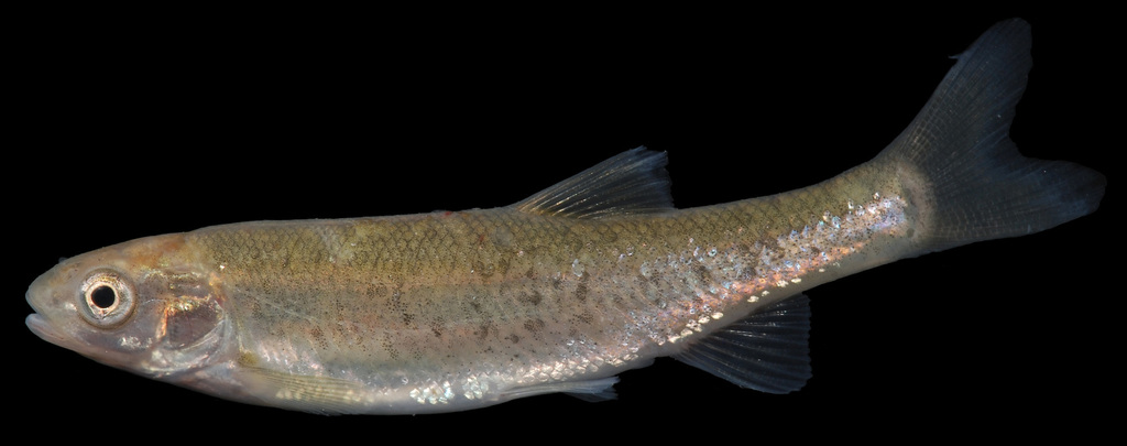 Mulet perlé (Poissons d'eau douce du Québec ) · iNaturalist