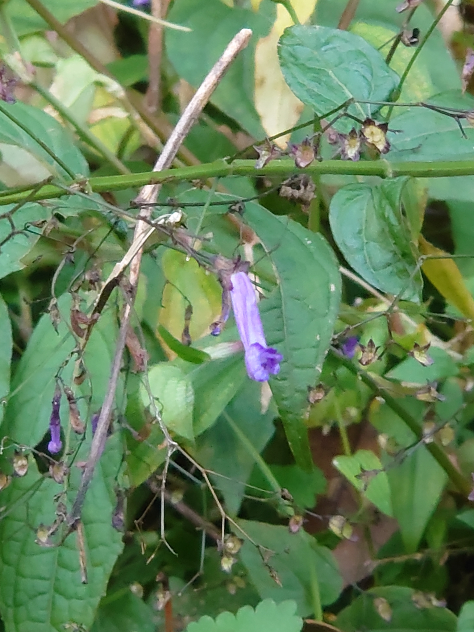 Isodon effusus (Maxim.) H.Hara