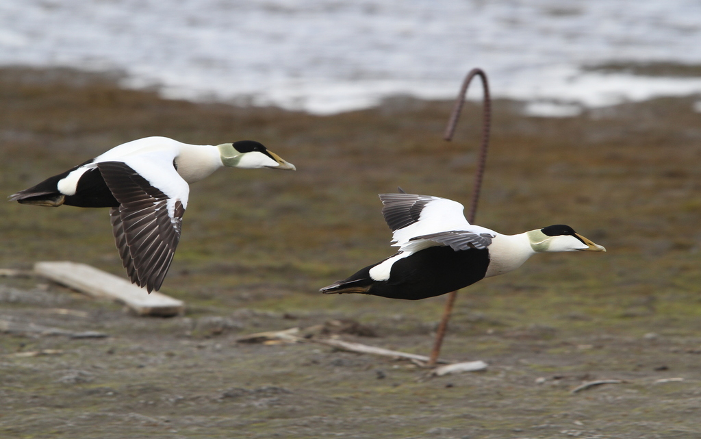 Common Eider in June 2015 by Christoph Moning · iNaturalist