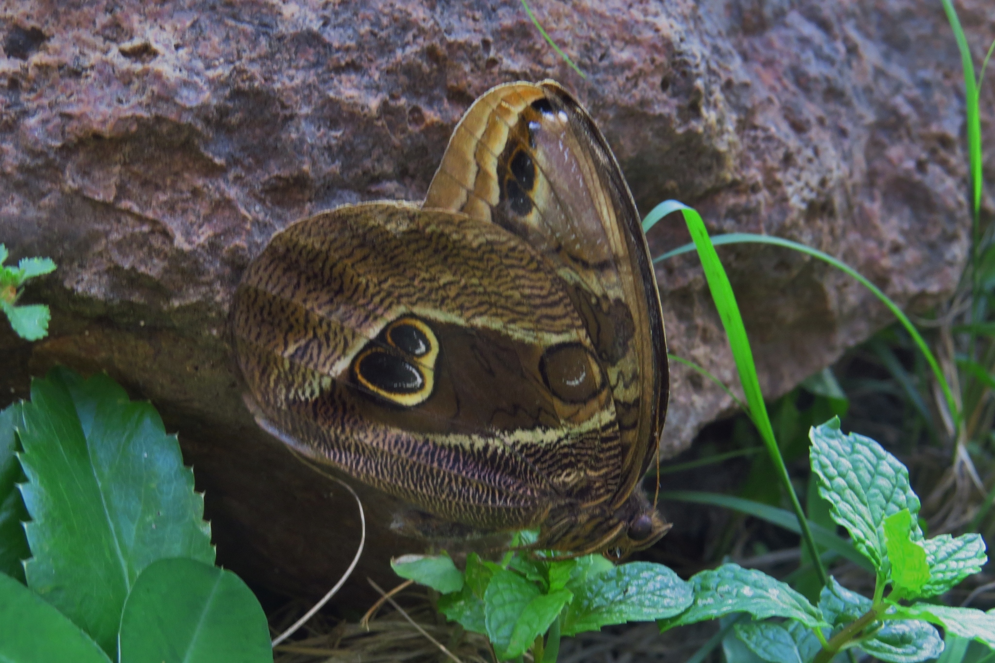Eryphanis aesacus (Herrich-Schäffer, 1850)