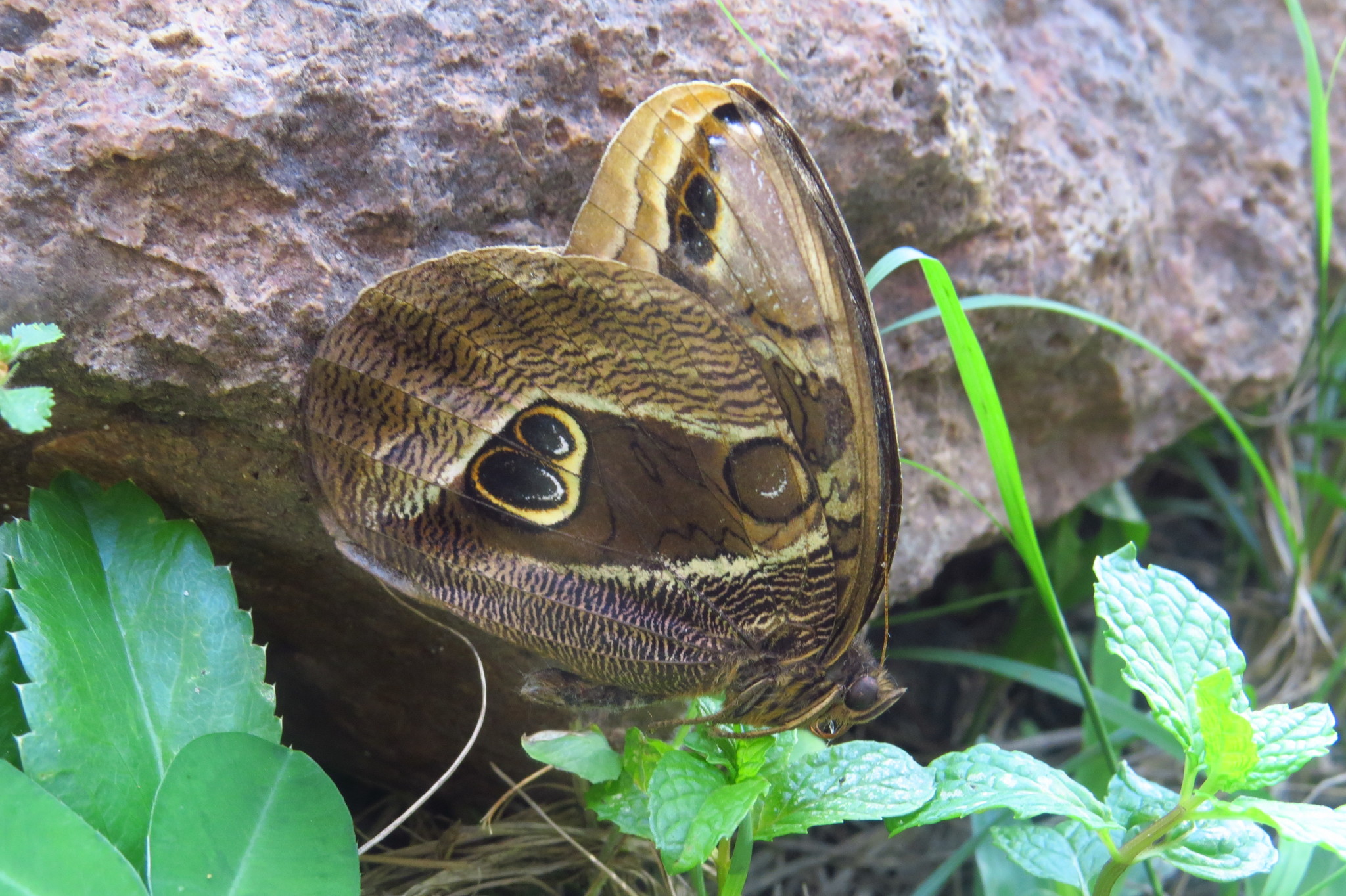 Eryphanis aesacus (Herrich-Schäffer, 1850)