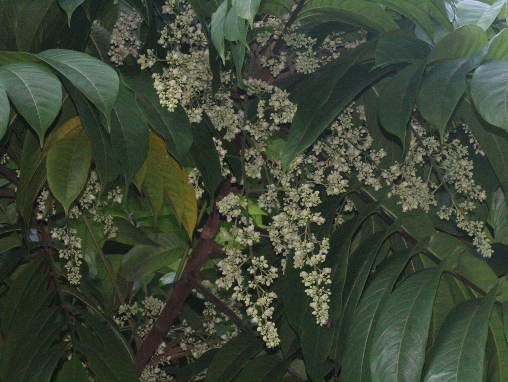 dao (Dracontomelon dao) - Botanical Realm