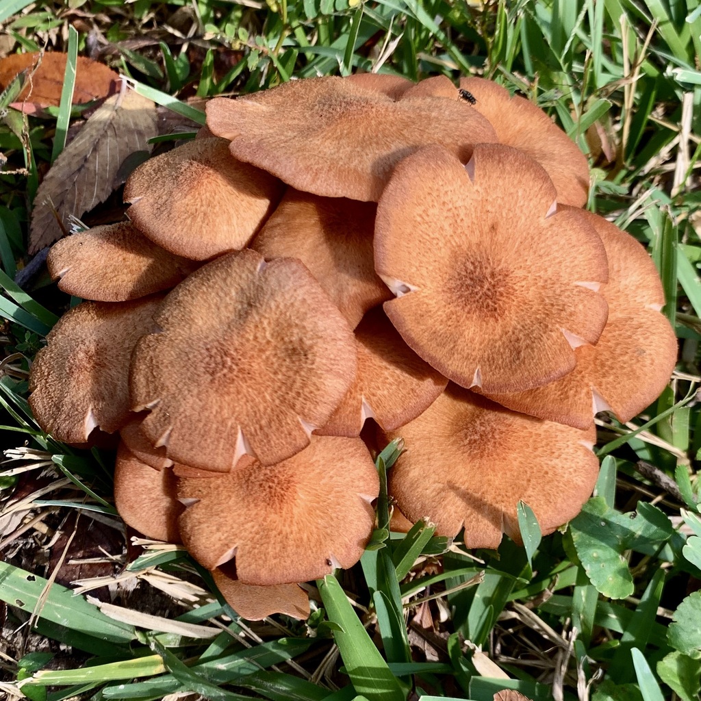 Ringless Honey Mushroom from Baton Rouge, LA, USA on October 21, 2020 ...