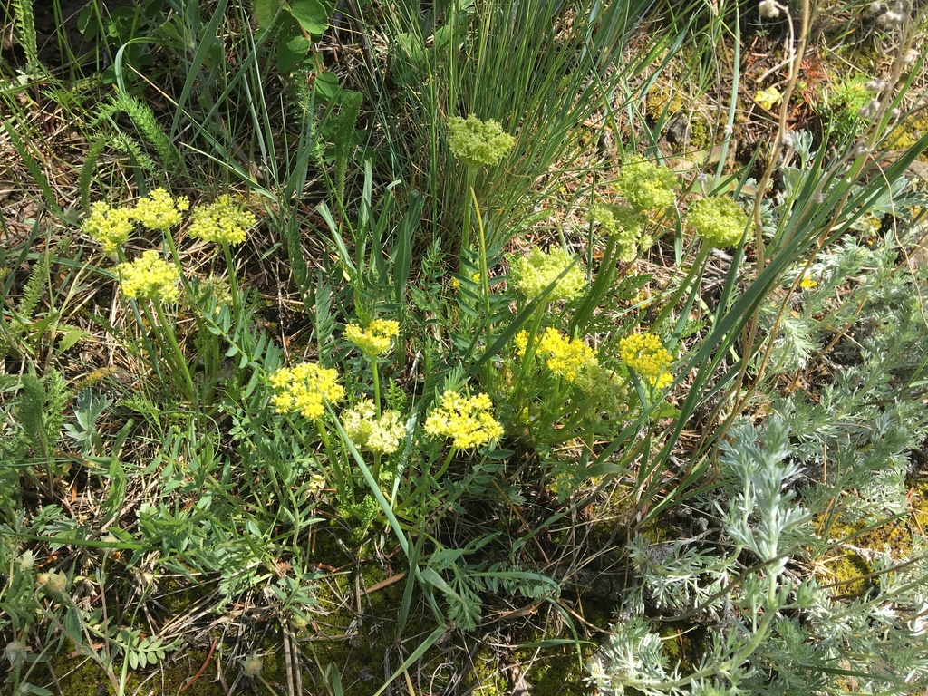 bigseed biscuitroot from Whaleback Peak, Ranchland No. 66, AB T0K 0M0 ...