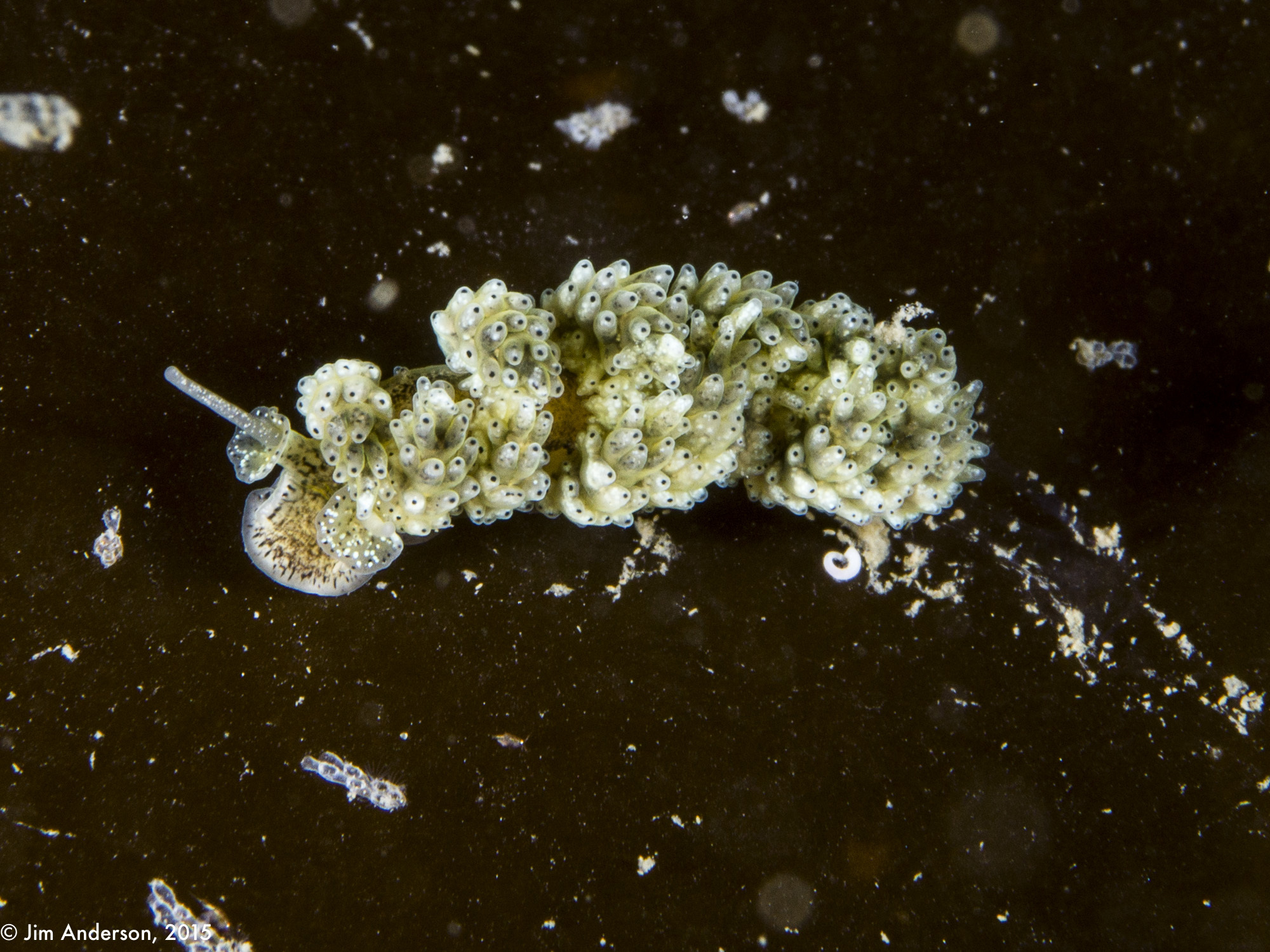 Doto pinnatifida (Montagu, 1804)