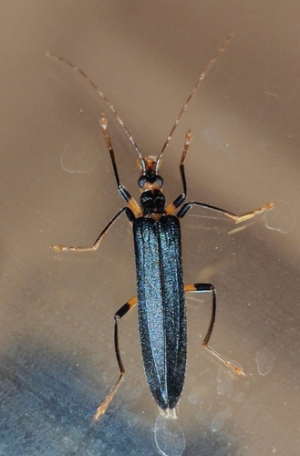 Variety Oedemera femoralis purpureocoerulea · iNaturalist United Kingdom