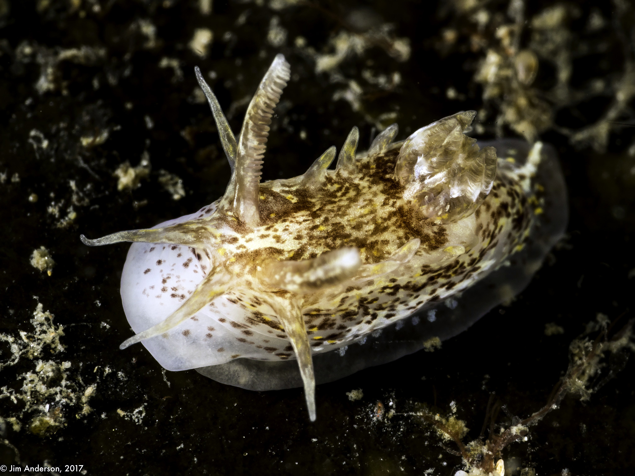 Okenia aspersa (Alder & Hancock, 1845)