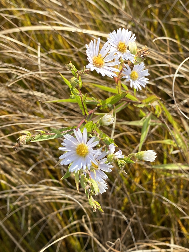 northern bog aster in October 2020 by Jeff Skrentny · iNaturalist
