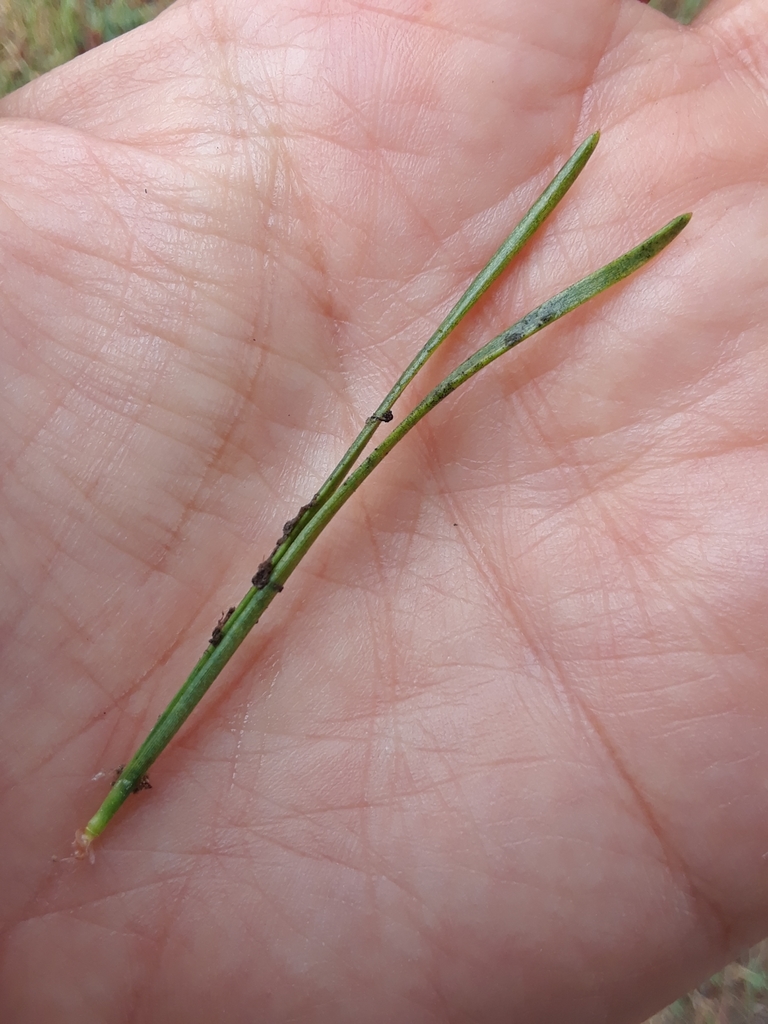 Virginia pine from Lorton, VA 22079, USA on October 21, 2020 at 11:25 ...