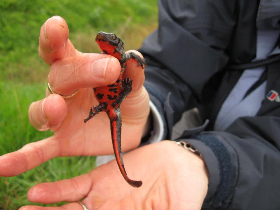 Japanese Fire-bellied Newt from Hida Furukawa on October 27, 2010 by ...