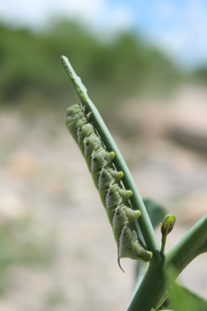 Rustic Sphinx from Alamos, Son., México on July 20, 2017 at 11:52 AM by ...
