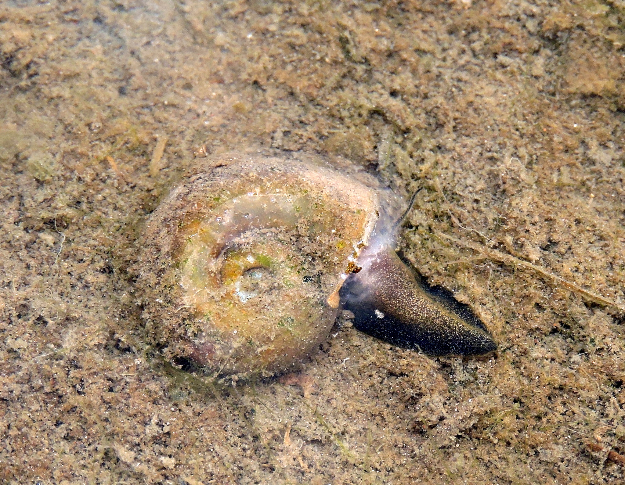 Indoplanorbis Annandale & Prashad, 1921