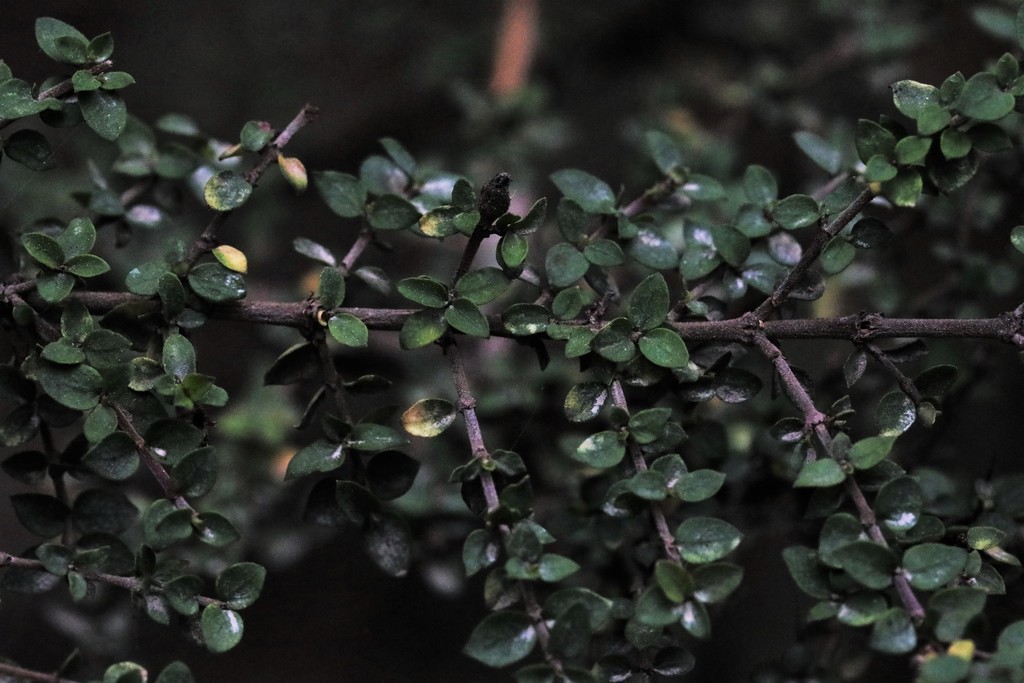 Prickly Currant-Bush from Ebor NSW 2453, Australia on October 18, 2020 ...