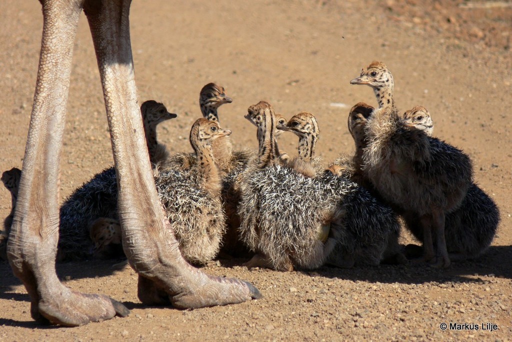 Southern Ostrich (Struthio camelus australis) - Avian Discovery
