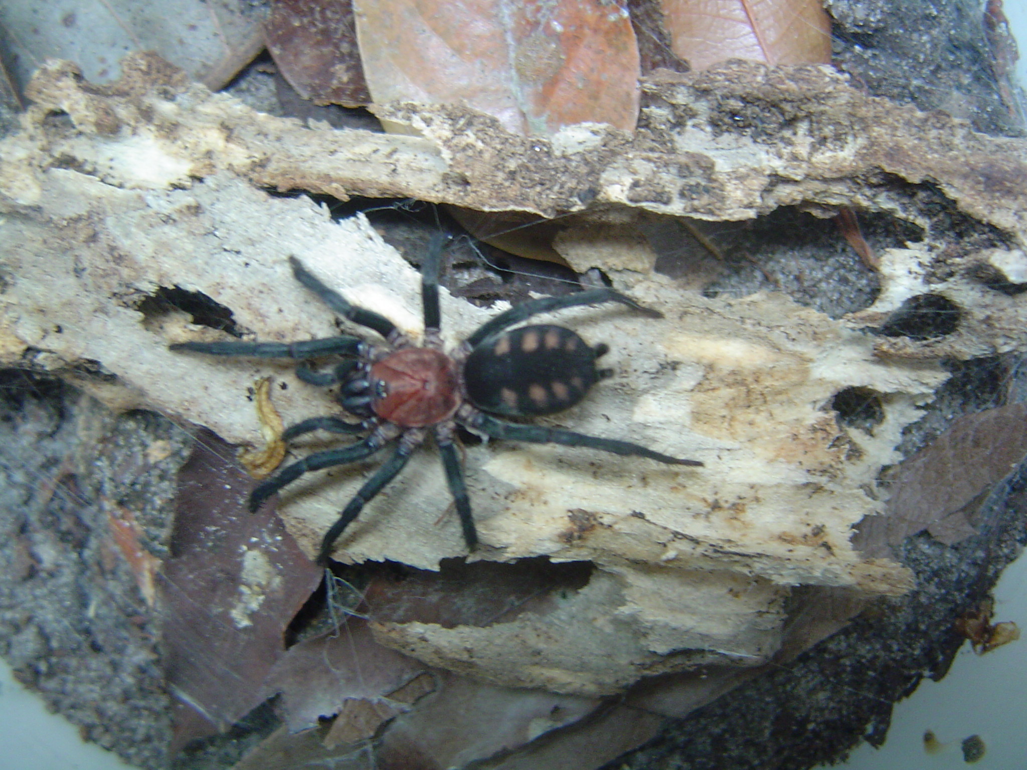 Diplura sanguinea (F.O.Pickard-Cambridge, 1896)