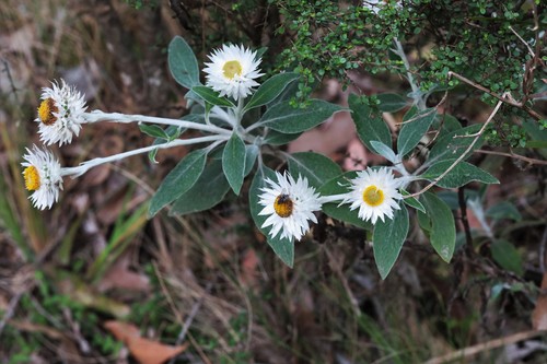 Subspecies Coronidium elatum minus · iNaturalist