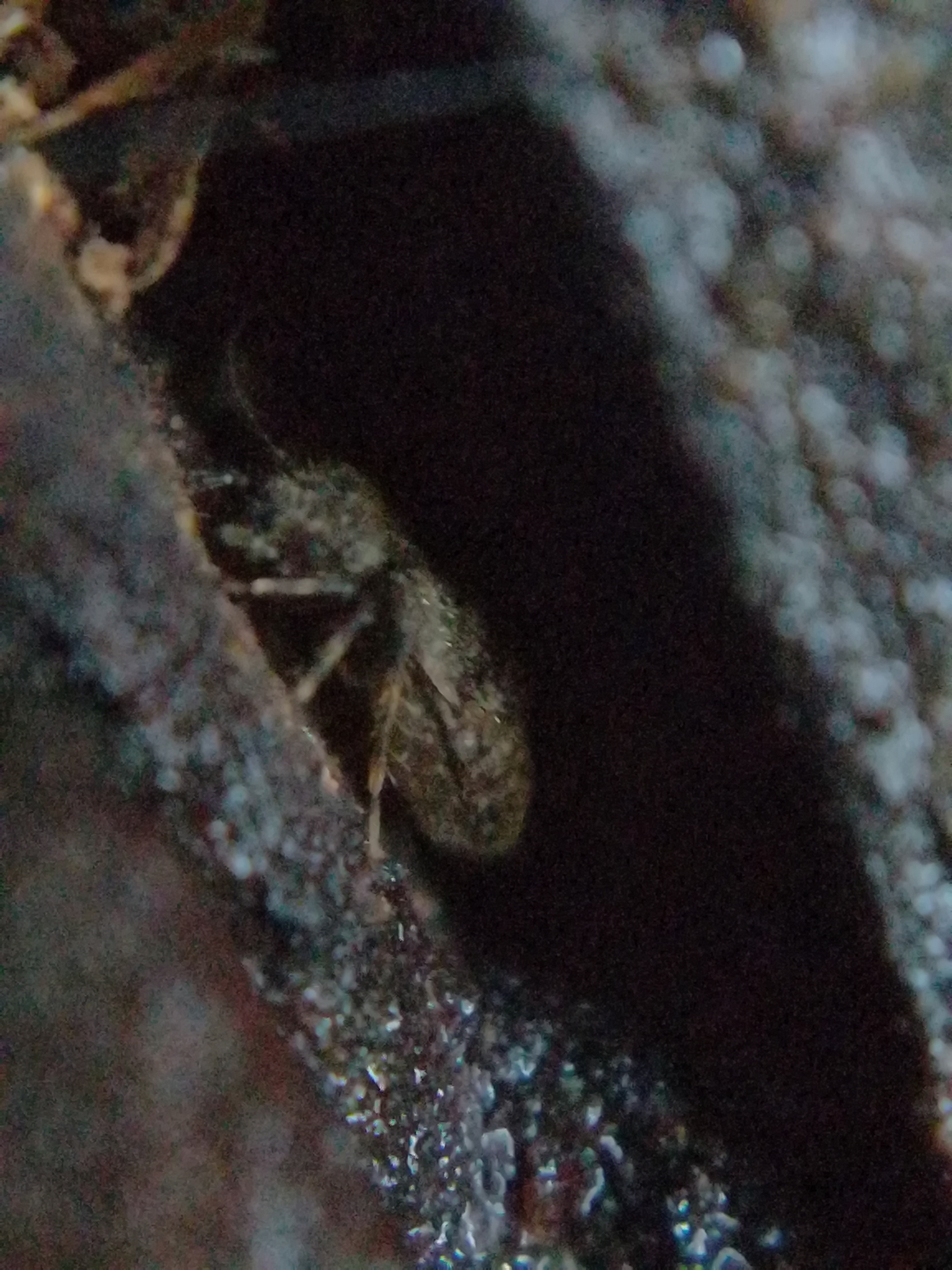 Pteroxanium kelloggi (Ribaga, 1905)