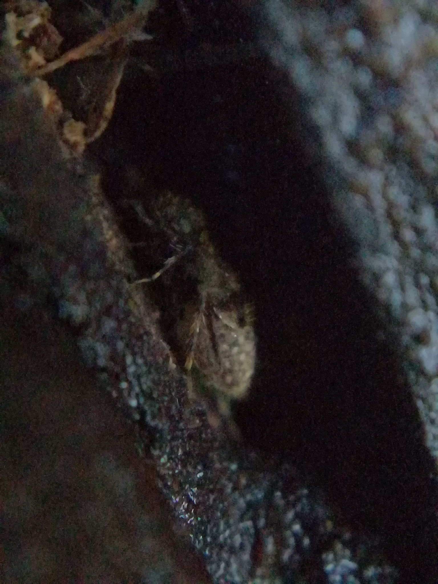 Pteroxanium kelloggi (Ribaga, 1905)