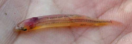 Paracanthopoma parva · iNaturalist