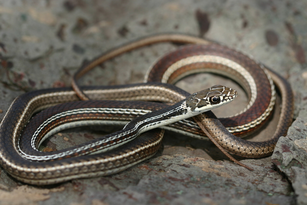 Striped Whipsnake (Masticophis taeniatus) - Snakes and Lizards