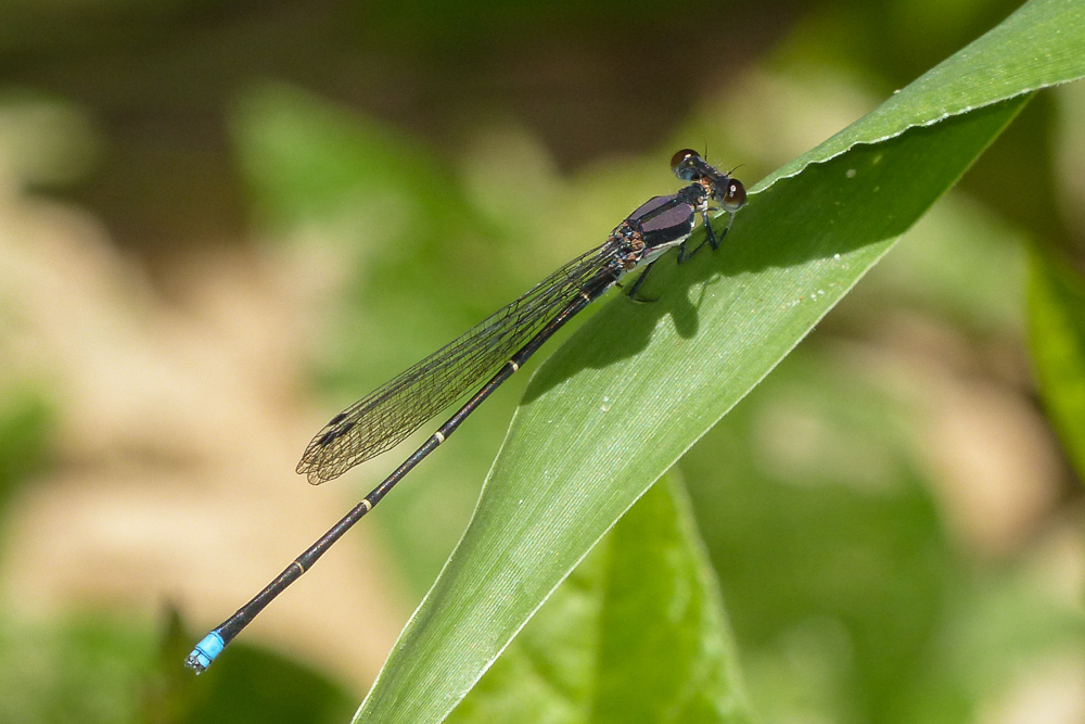 Blue-tipped Dancer (Dragonflies and Damselflies of Alabama) · iNaturalist