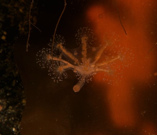 Kaleidoscope Jelly (Haliclystus auricula) · iNaturalist