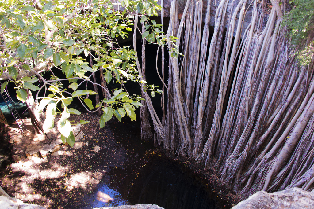 Ficus grevei from Atsimo-Andrefana, Madagascar on September 7, 2017 at 10:16 AM by Seig. Ficus ...