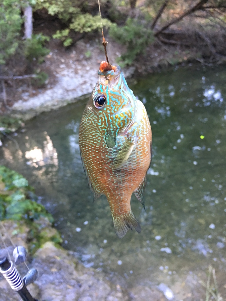 Longear Sunfish Complex from Cedar Park, TX, US on October 21, 2020 at ...