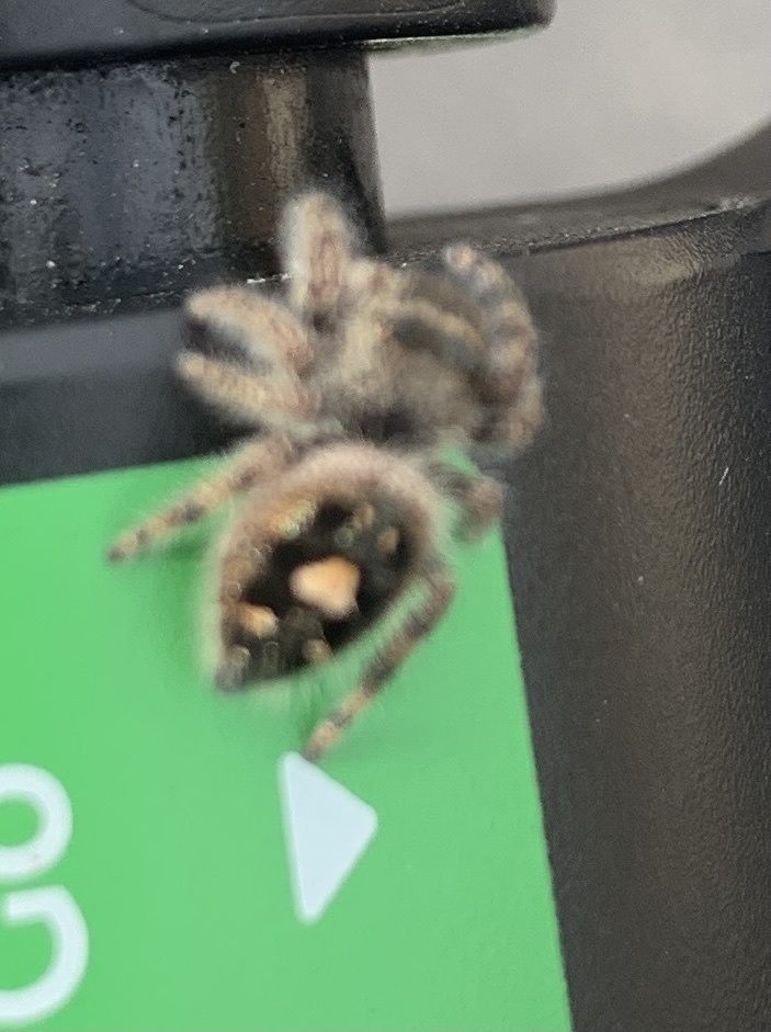 Bold Jumping Spider from Metropolitan State University of Denver ...