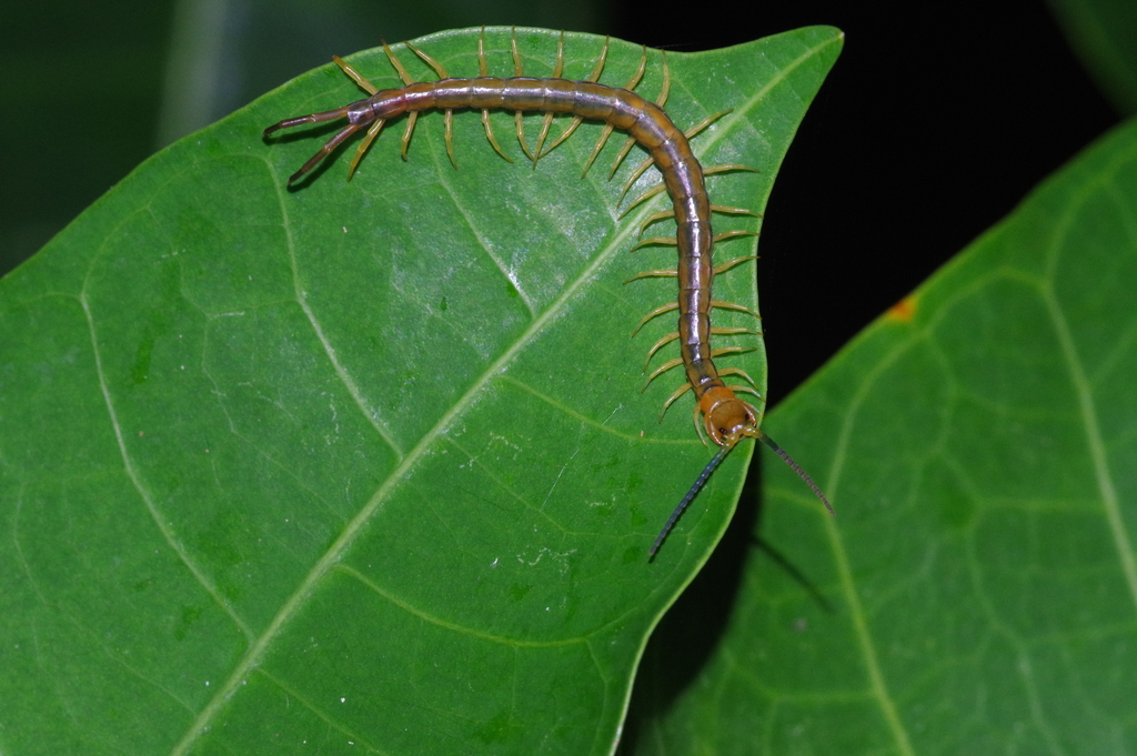 Giant Centipedes from 日本、〒905-1422 沖縄県国頭郡国頭村宜名真 on October 21, 2020 at ...