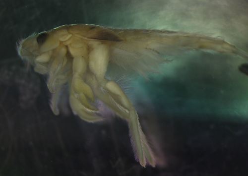 Sand-burrowing Mayflies (Family Behningiidae) · iNaturalist