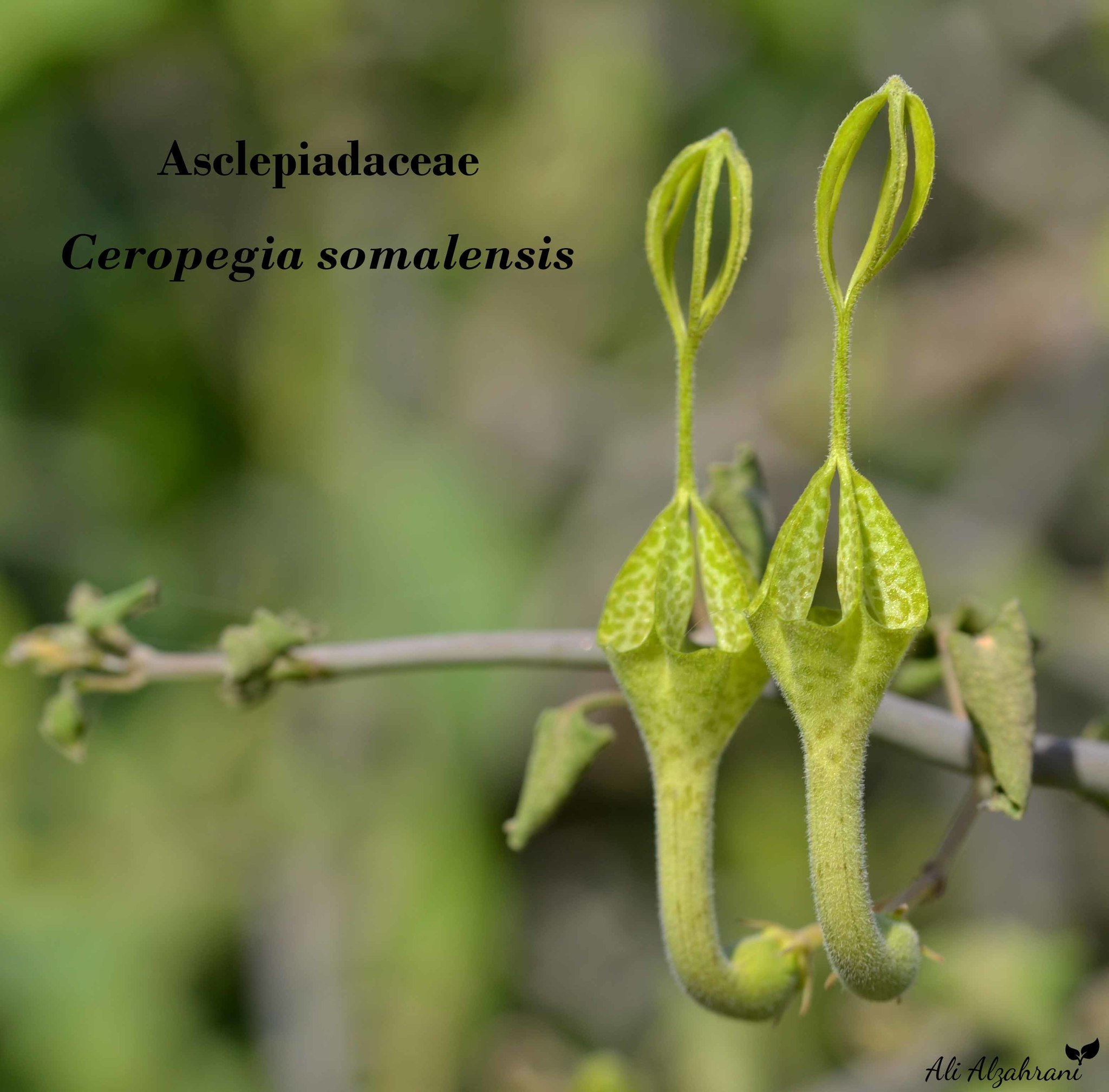 Ceropegia somalensis Chiov.