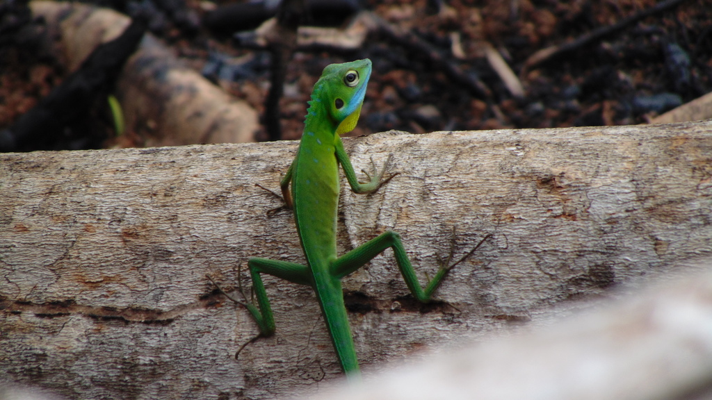 Green Crested Lizard from Lampung Barat, ID-LA, ID on July 30, 2020 at ...