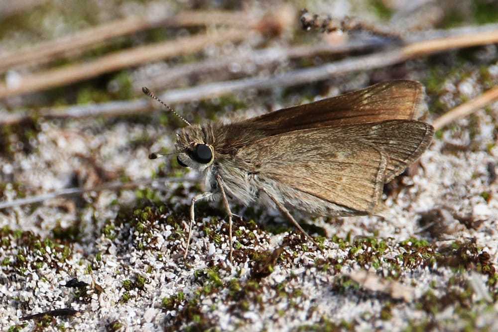 Gegenes pumilio (Hoffmannsegg, 1804)