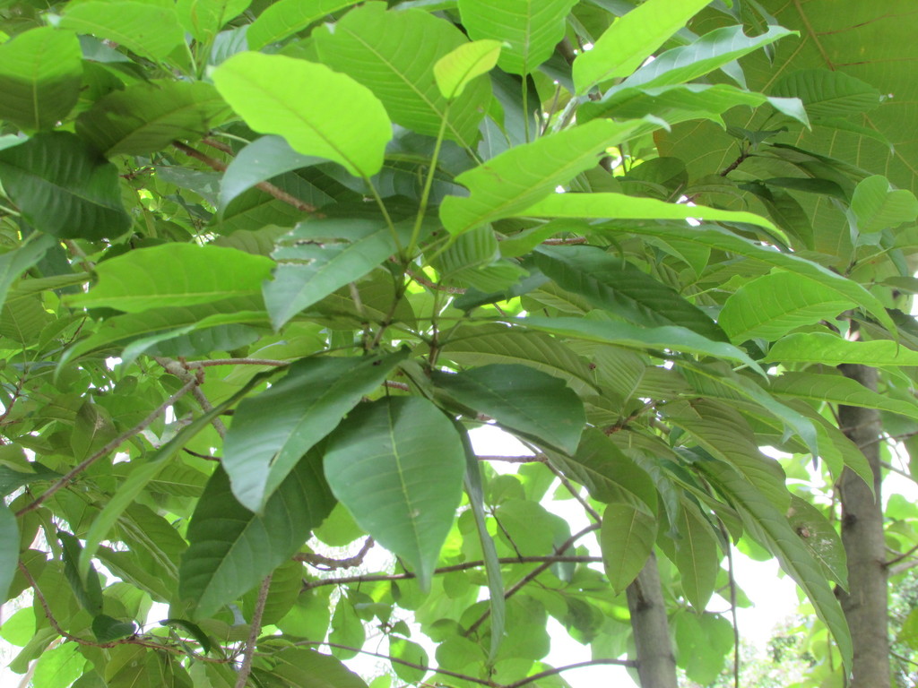 Vitex cofassus from Makassar, Makassar City, South Sulawesi, Indonesia ...