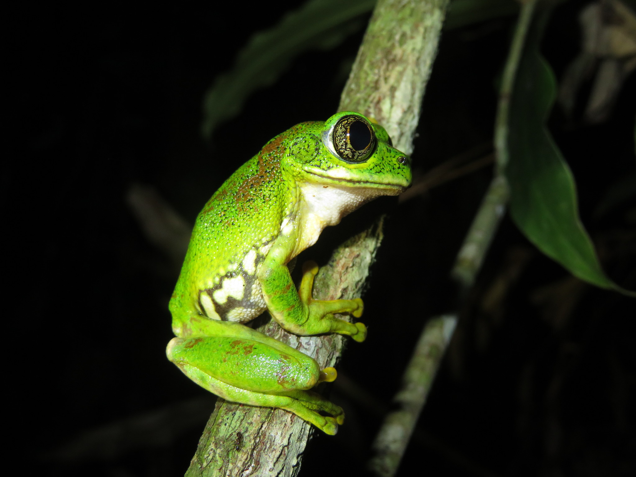 Leptopelis vermiculatus (Boulenger, 1909)