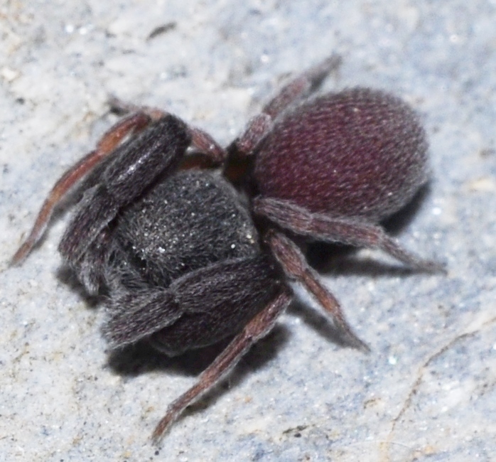 Common Palp-footed Spider from Almería, España on March 23, 2019 at 05: ...
