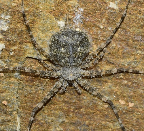 Tama edwardsi · iNaturalist