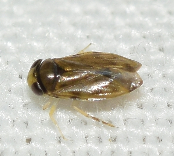 Micronecta scholtzi (Fieber, 1860)